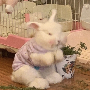 拉巴布赤蜀黍 