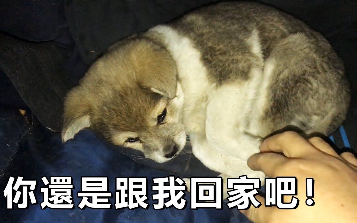 抱小流浪狗回家的时候,它特别乖,像个孩子一样紧紧贴着我