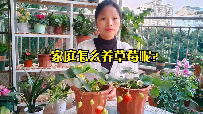 家庭养护草莓,注意不同时期用不同的肥,长势旺开花多,果实特甜