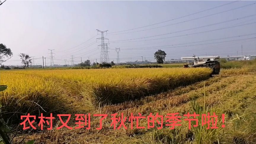 实拍安徽安庆农村收割水稻全过程,今年收成不错,农民笑开了花。