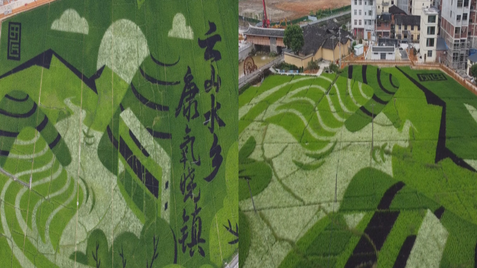 约20亩!四色水稻构成美丽画卷,巨幅稻田画绘就乡村“丰”景