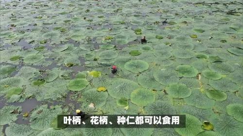 中国好的芡实在哪里