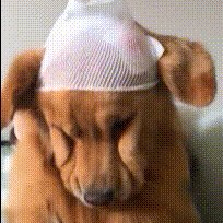 爱吃喵喵的椒花 