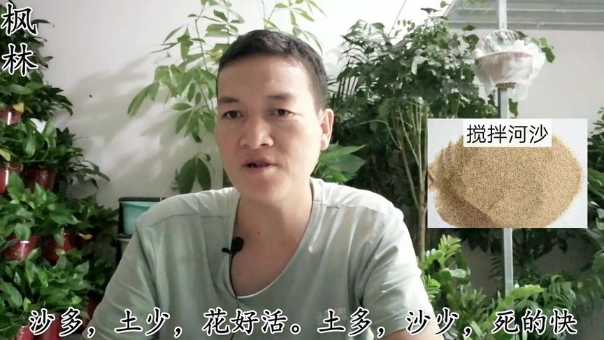 提高裸根苗木移栽成活率的三大要点