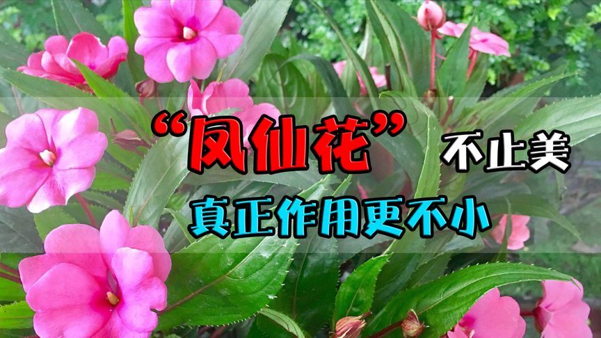 凤仙花被人叫指甲花,因为它能染指甲?其实它真正的作用在这里