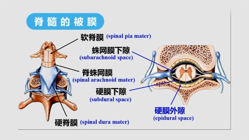 人体解刨学:11.9中枢神经系—脊髓和脑的被膜、血管