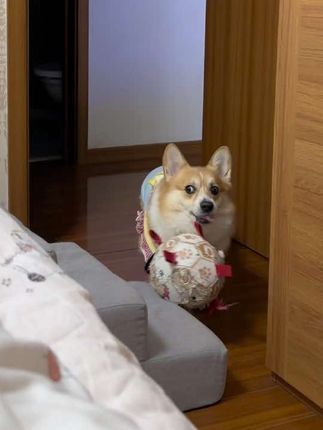 小狗都会因为什么生气?