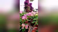 常德桃源雅帆苗木花卉乔木灌木水生植物园林景观绿化工程精品苗木...
