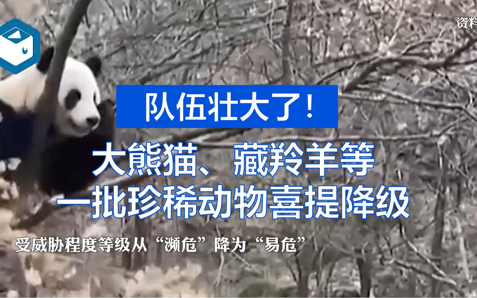 队伍壮大了!大熊猫、藏羚羊等一批珍稀动物喜提降级