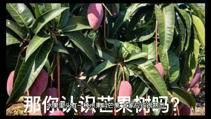 你认识马路边的芒果树吗?它接果吗?