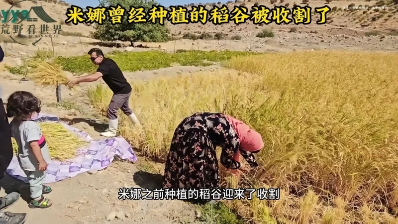 米娜曾经种植的稻谷迎来收割,索拉雅请鱼塘工人来帮忙