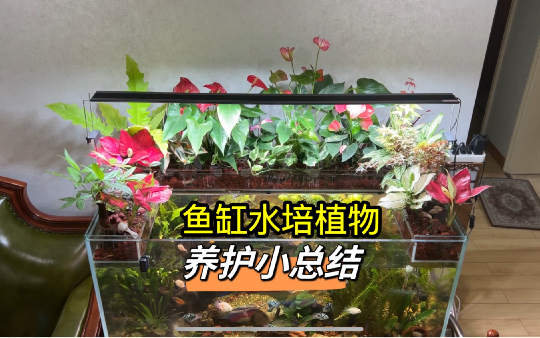 水培植物生态缸教程(七):鱼缸水培植物的养护小总结