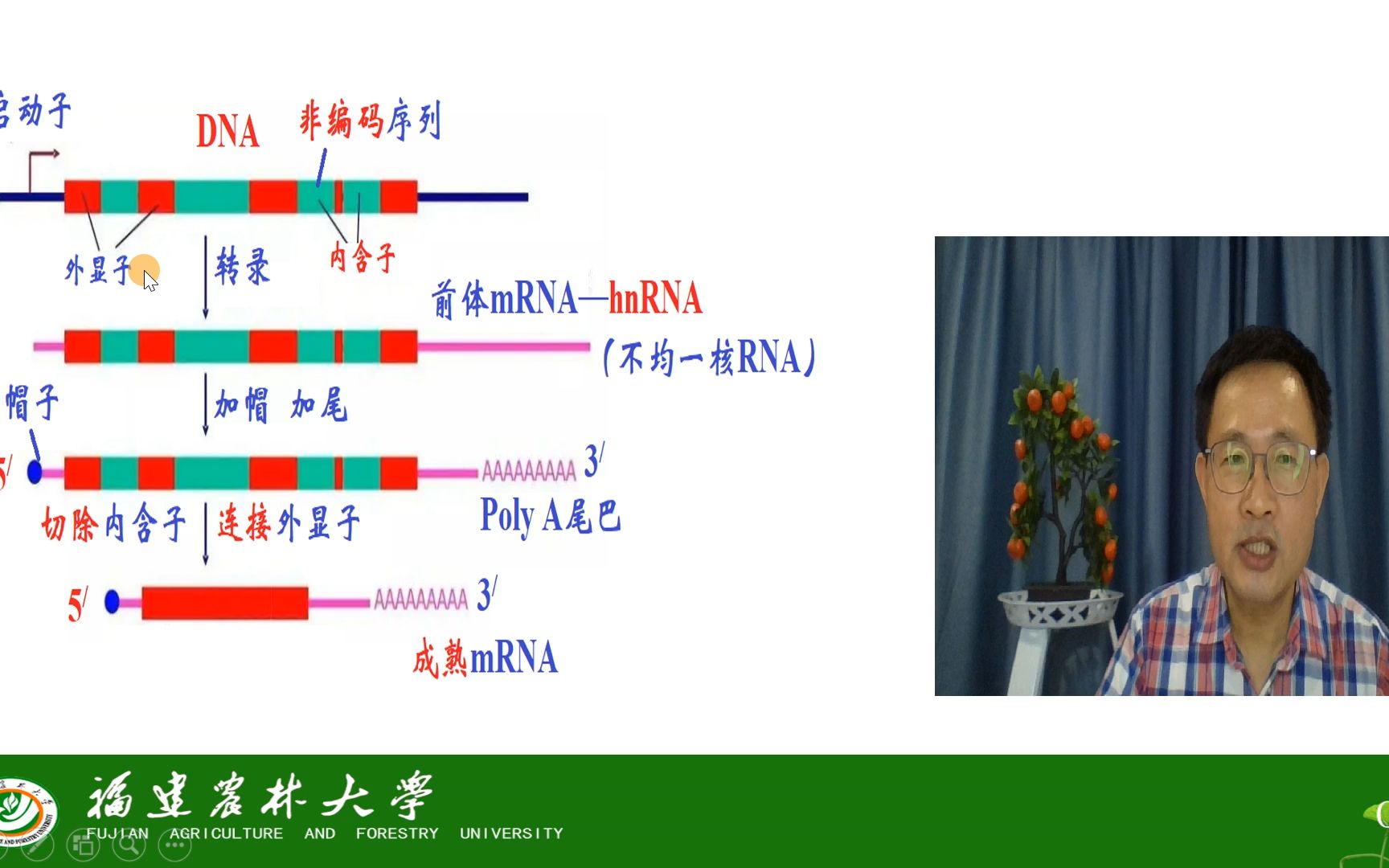 第三章 遗传物质的分子基础-转录及转录后的加工-RNA分子的种类-茶...