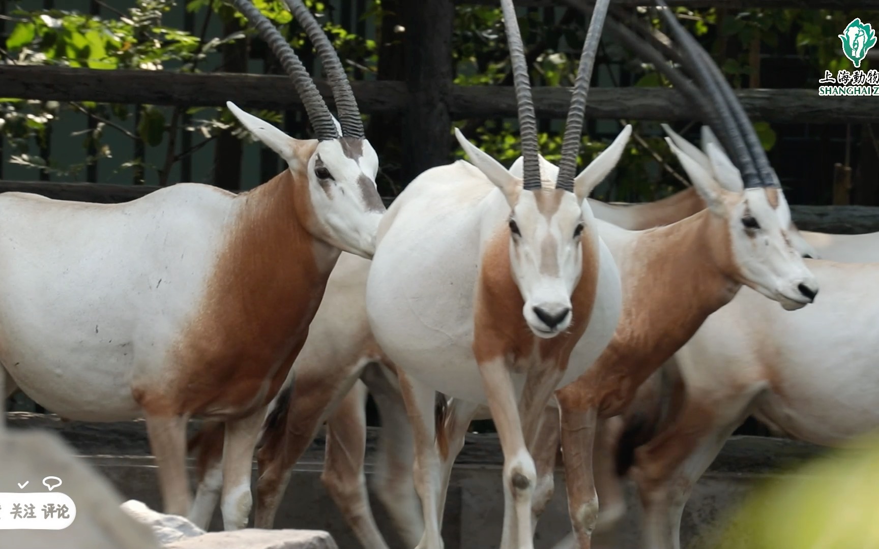 已经宣布野外灭绝的弯角剑羚,竟然在上海动物园被发现啦