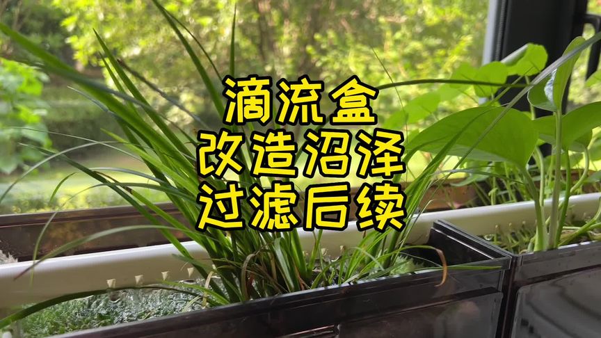 滴流盒改造简易沼泽过滤前后对比#滴流盒 #沼泽过滤 #龟缸生态