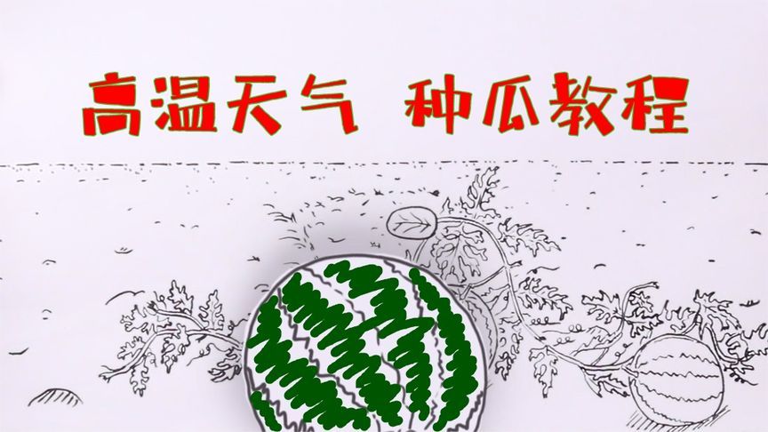高温天气种瓜教程来啦!这是美食视频,还是定格动画?
