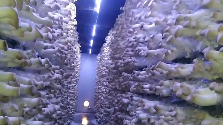 杏鲍菇生长过程