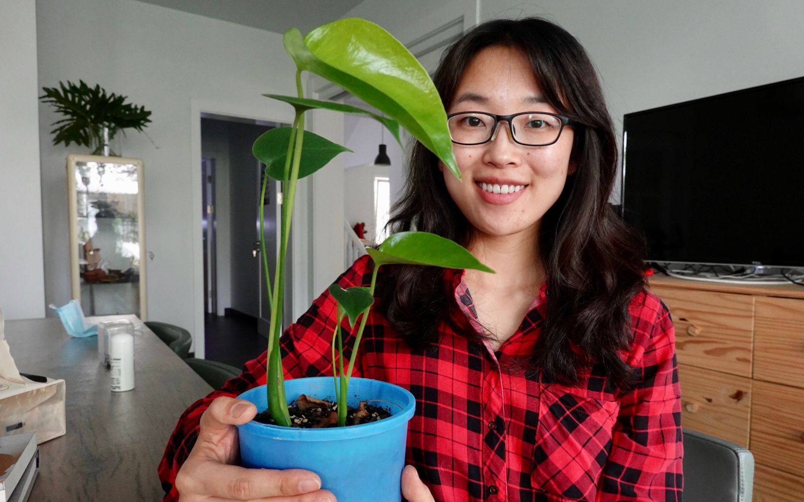 「山乌龟」就是爱种龟背竹| 网红植物 | 山乌龟的园艺记录