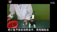【万唯教育】实验视频——观察小鱼尾鳍内血液的流动