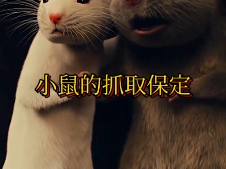 小鼠的抓取保定
