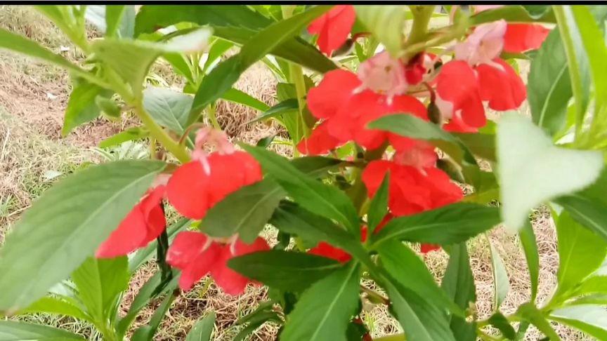 凤仙花也叫指甲花,它有很多的功效