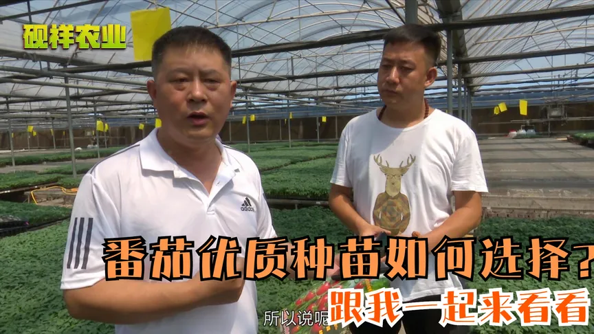 种植西红柿过程中,西红柿选种很关键!不同品种生长习性不同