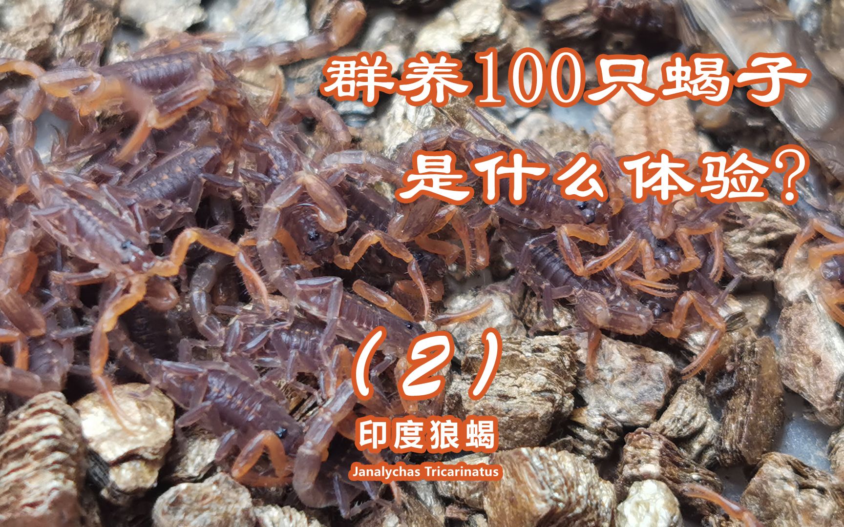 群养100只蝎子是什么感受?印度狼蝎介绍第二集
