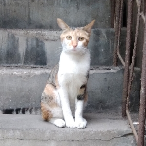 阿杆 