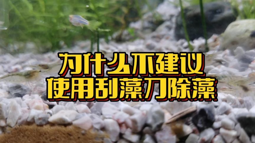 为什么不建议使用刮藻刀除藻