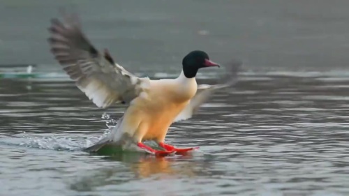 秋沙鸭的飞行技巧与空气动力学原理的深刻关联