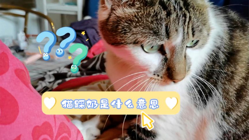 猫咪踩奶是什么意思,除了猫咪本身性情过于温和,与主人照顾有关