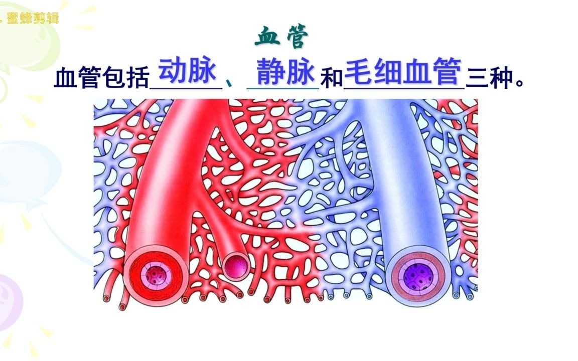 生物血管微课完整版1.0