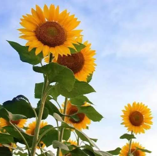 爱生活的芒果 