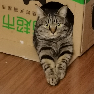 我叫张大腚 