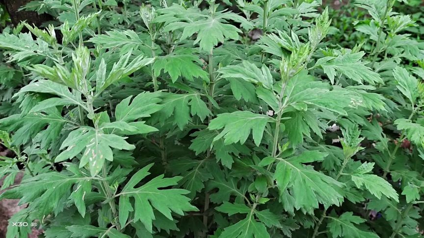 艾草“煮水泡脚”,它这三大功效与人们息息相关,快来看看吧