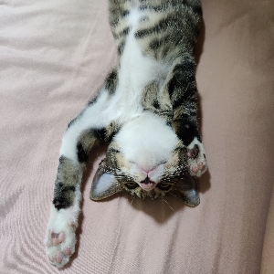 尼古拉斯·乱炖 