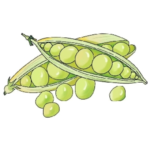 豌豆科研2号 