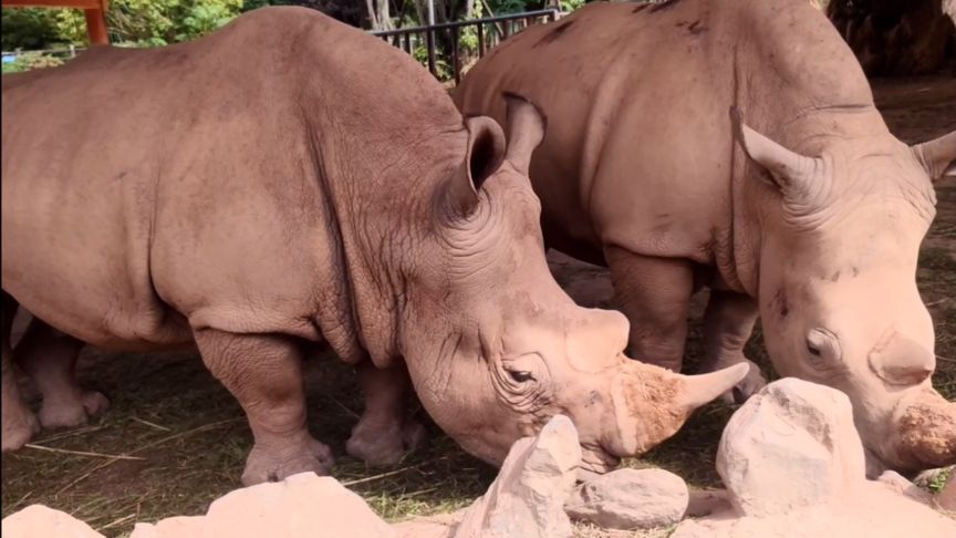 动物园里还是头一次去,里面各种各样的动物,真是让人难以忘记