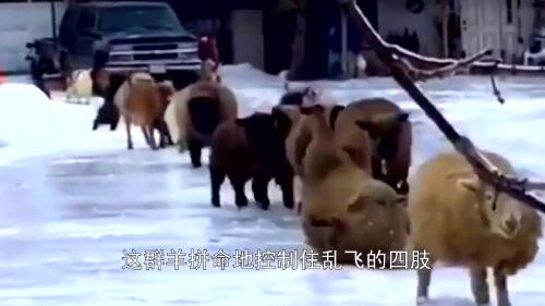 羊群冰面上玩耍,结果四肢不听使唤,场面十分滑稽!