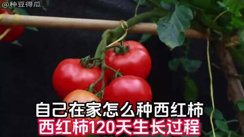 自己在家怎么种西红柿西红柿120天生长过程!