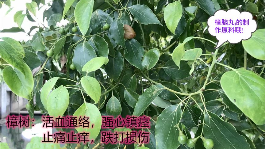香樟树,有樟脑香气,农村城市都能见,枝叶都可用,了解一下吧