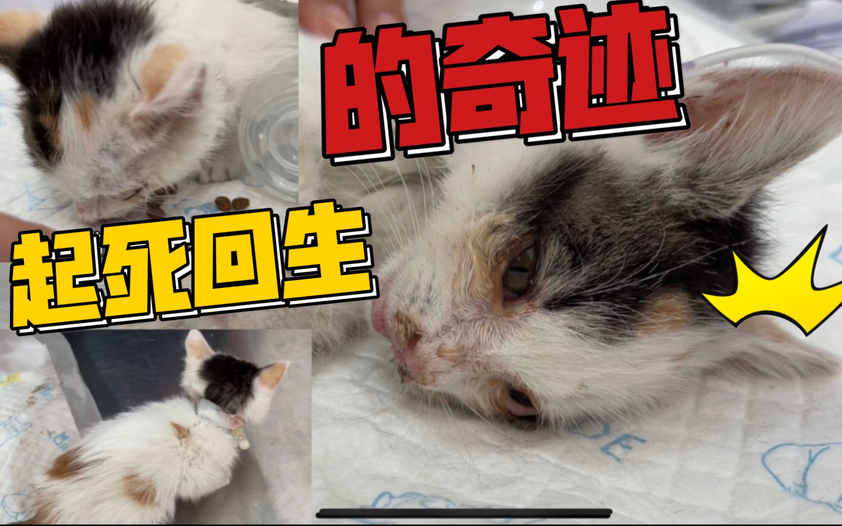 主人一时疏忽导致小猫死亡,医生积极抢救出现奇迹!感恩不放弃!