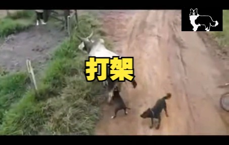 农村牛和狗打架,第一次见,太厉害了!