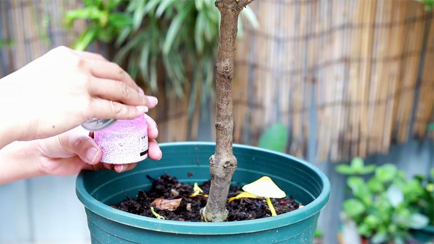 栀子花盆面为什么要撒多菌灵?看完总算知道了