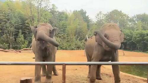 3吨巨兽为游客献艺!大象的精彩表演令人惊叹