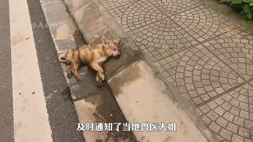 可怜的小狗躺在路边一动不动,知情人赶来后,赶紧对它展开了救助