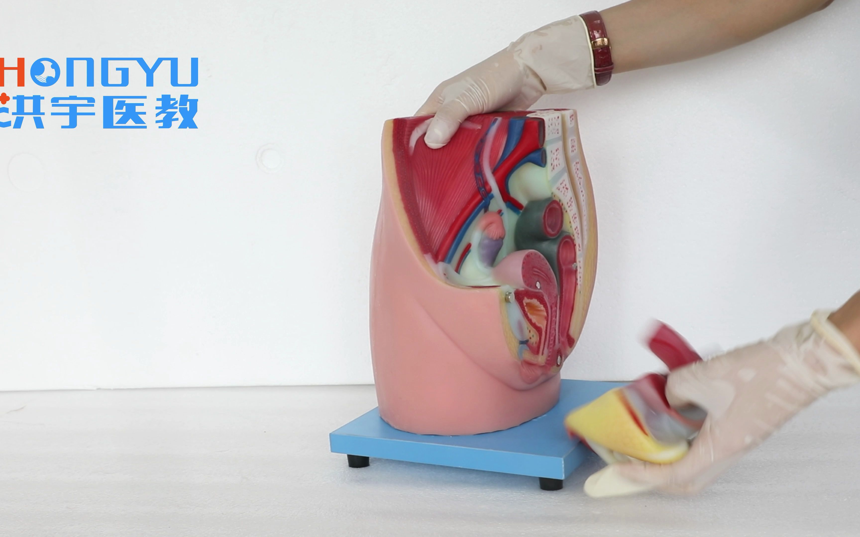 洪宇医教女性生殖系统盆腔正中矢状切模型产品展示,医学模型厂家