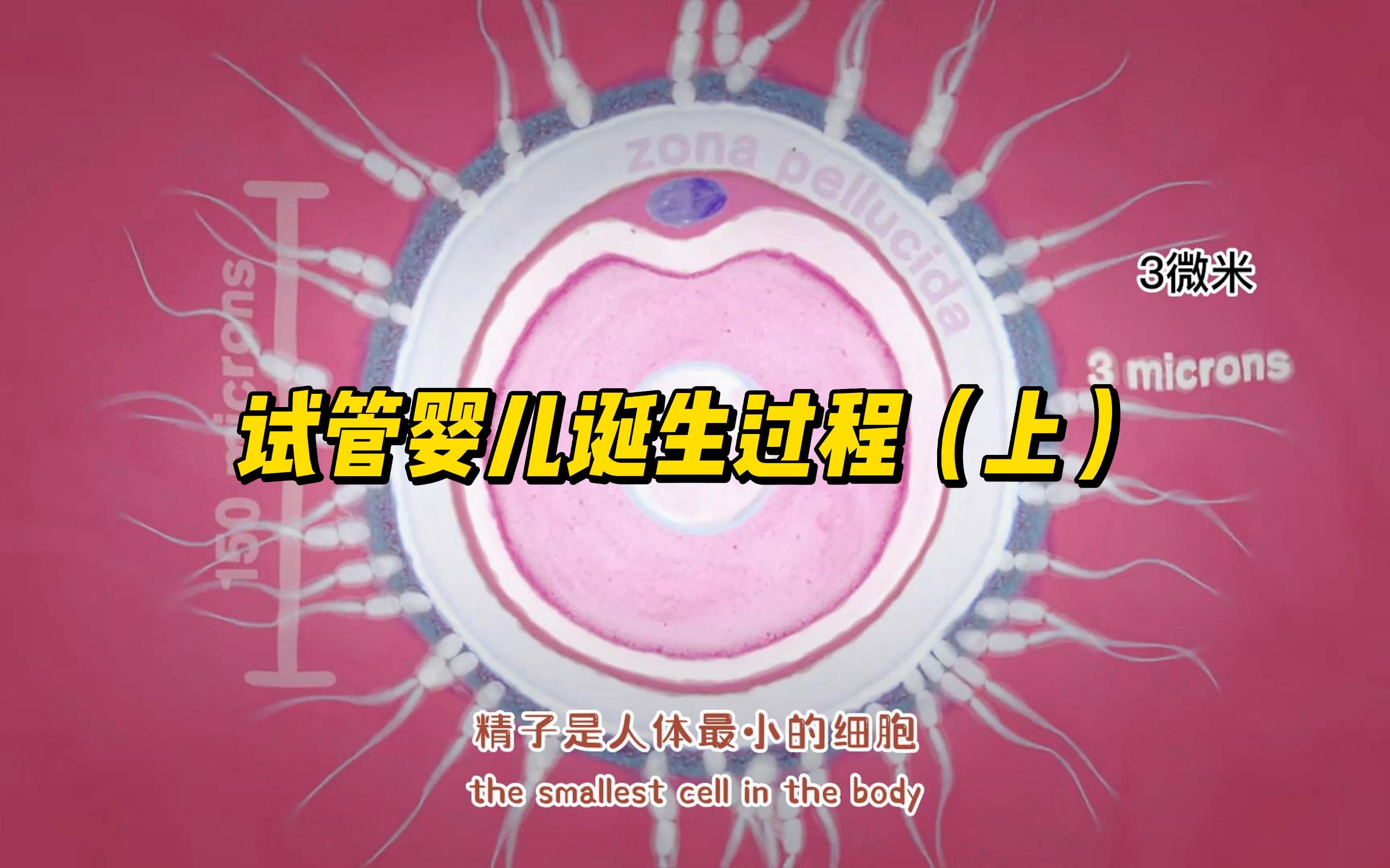 科普视频:试管婴儿诞生过程(上)