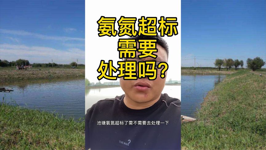 池塘里边氨氮超标了需不需要处理,分享水产养殖技术