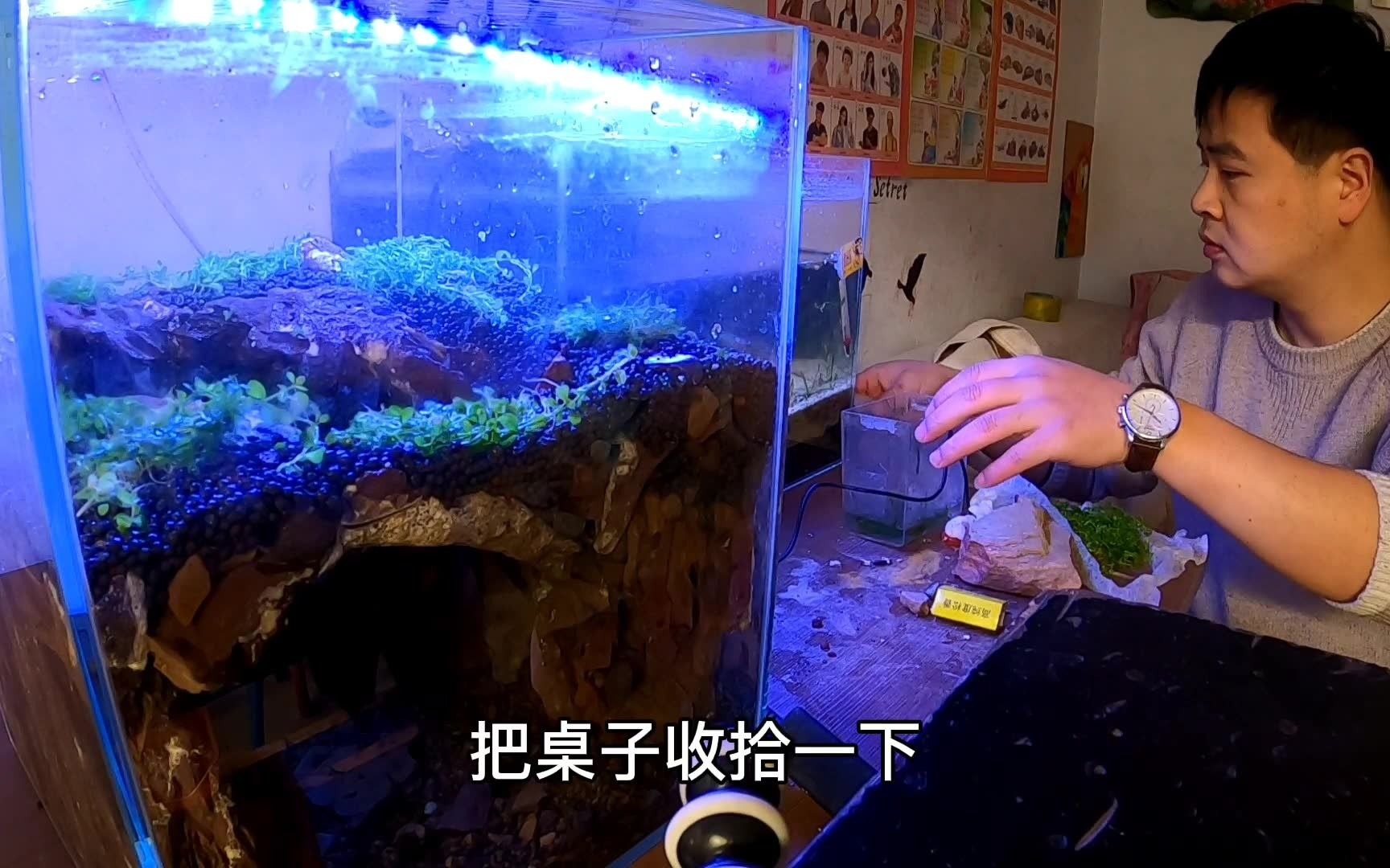 给鱼缸铺个草坪,给趴地矮珍珠进行无水种植,成景之时就该拆了
